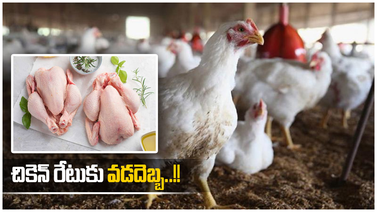 Poultry Business: చికెన్ ప్రియులకు రేట్ల షాక్.. తెలంగాణ మాంసం ప్రియులకు ...